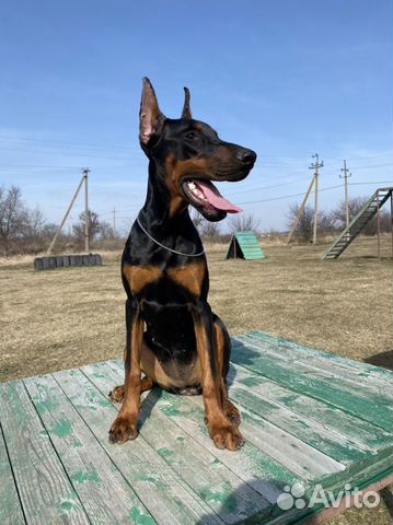 Девочка доберман