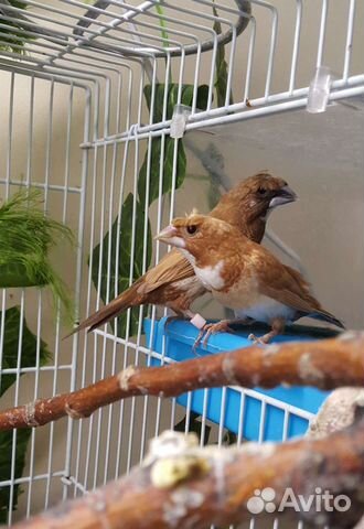 Амадины Японские