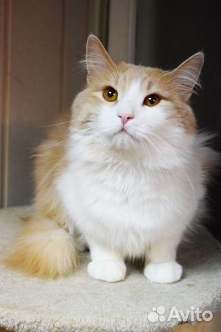 Кот Дарси 1,5 года