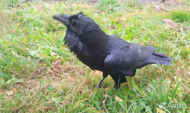 Черный ворон