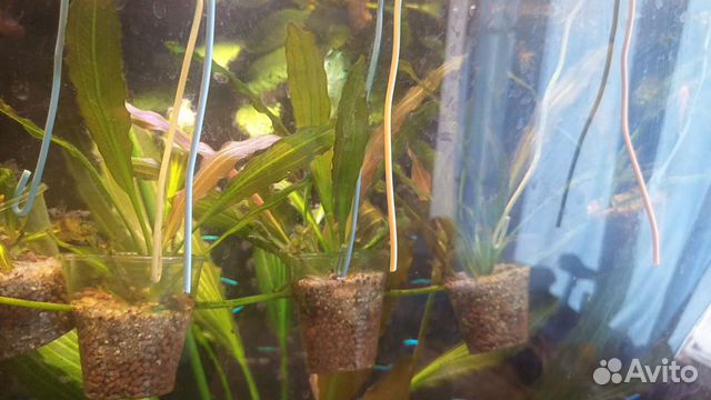 Эхинодорус озирис (Echinodorus osiris)