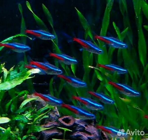 Рыбки неоны и сом анциструс