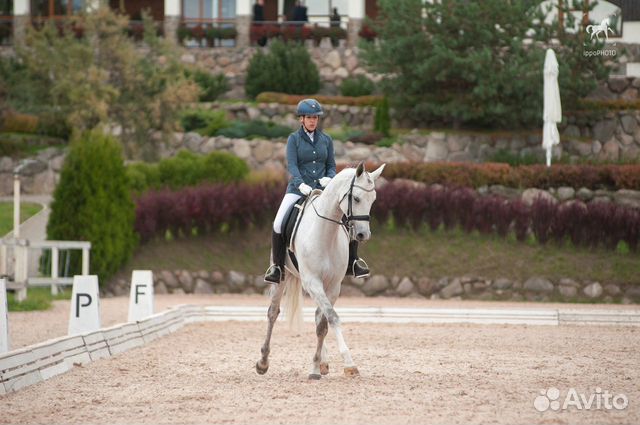 Мерин в хорошие руки