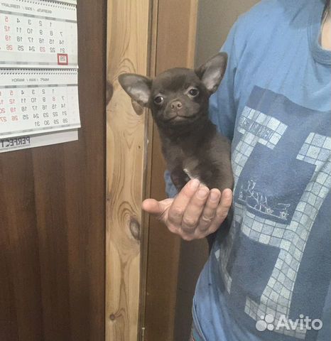 Чихуахуа Горький Шоколад