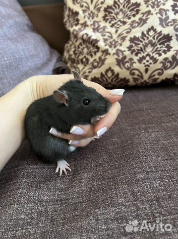 Декоративная крыса