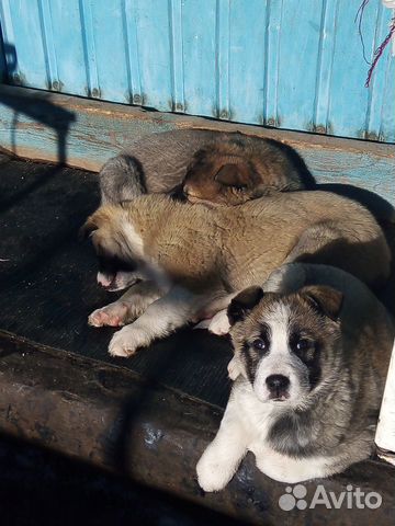 Щенки метисы лайки