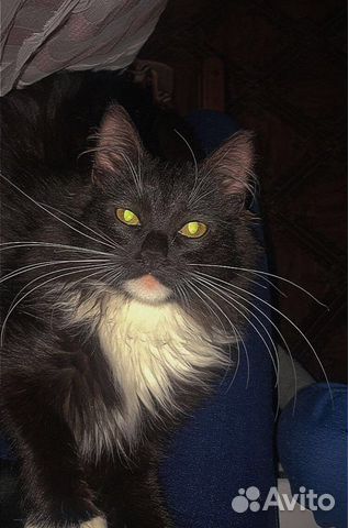 Кот