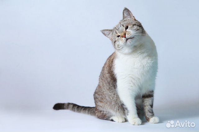 Милый кот