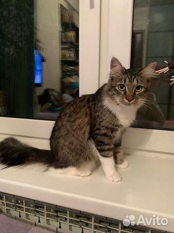 Кисуня редкая пушистая красавица в дар