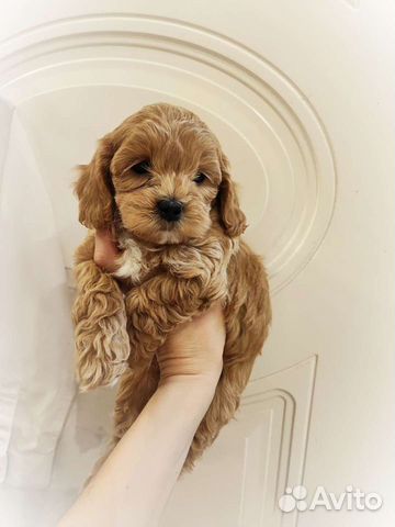 Маленькая собака щенки мальтипу Ф1