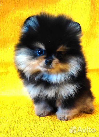 Щенки шпица