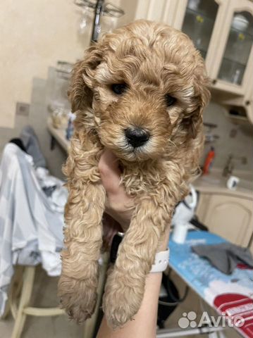 Щенки той-пуделя