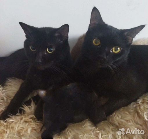 Коты- лечат в добрые руки