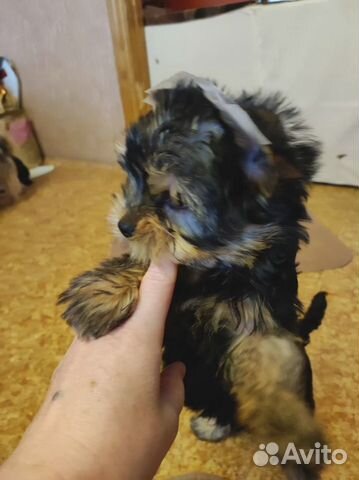 Щенки Йорка (бейби фэйс)