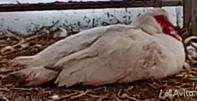 Венская утка