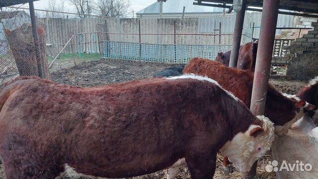 Бык на племя