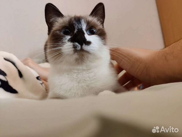 Кошка тайская/сиамская