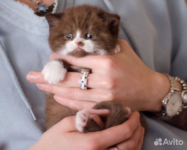 Британский котенок шоколадный батончик