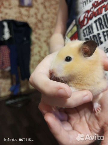Сирийский хомяк с клеткой