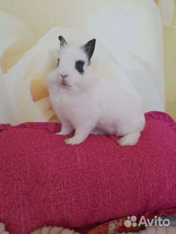 Декоративные кролики