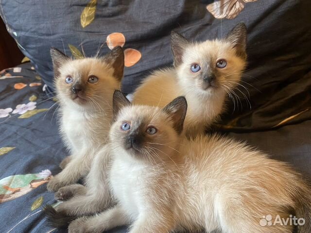 Котята тайские