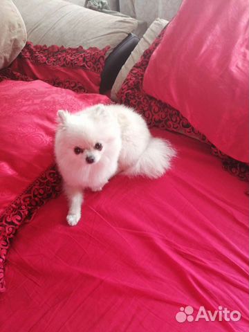 Вязка мини шпиц