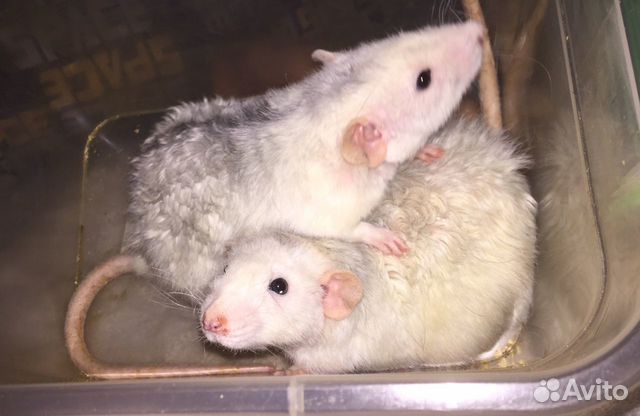 Крысята хаски, сиамские альбиносы 4 месяца