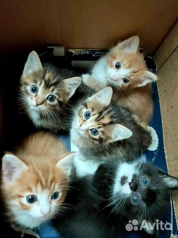 Котята в добрые руки
