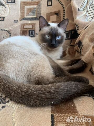 Тайская кошка