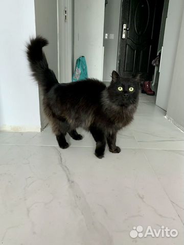 Найден чёрный кот