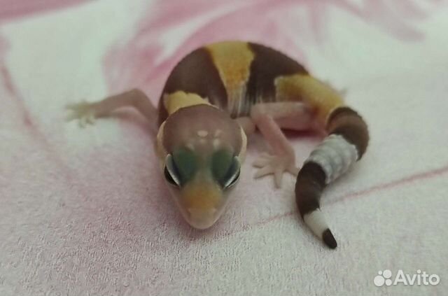 Гемитеконикс