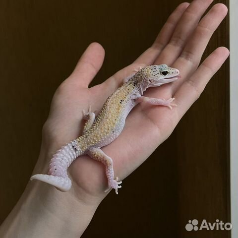 Геккон эублефар