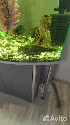 Аквариумные рыбки сомики