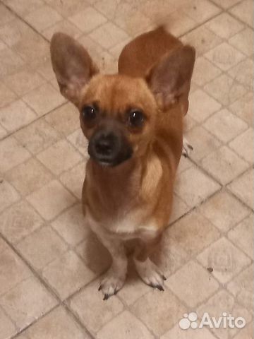 Локи нужен дом