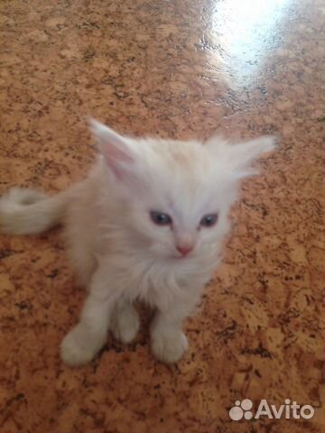 Одам в хорошие руки котенка