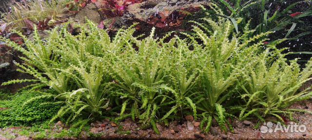 Погостемон хелфери (Pogostemon helferi)