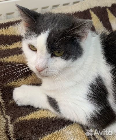 Кот в добрые руки