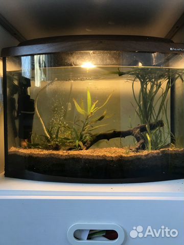 Аквариум 60 Литров