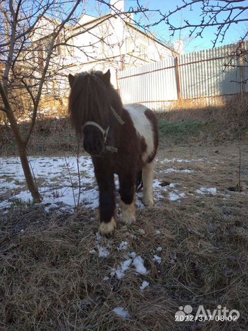 Лошади Пони