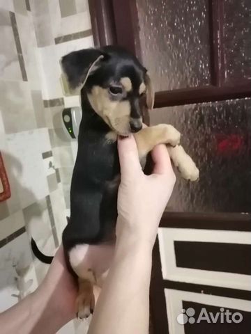 Щенок пинчера