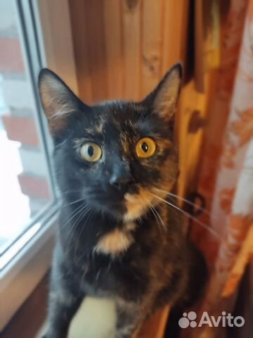 Котенок 10 мес