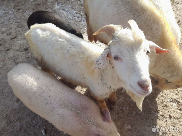 Козы козлы цена договорная