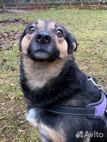 Собака ищет дом