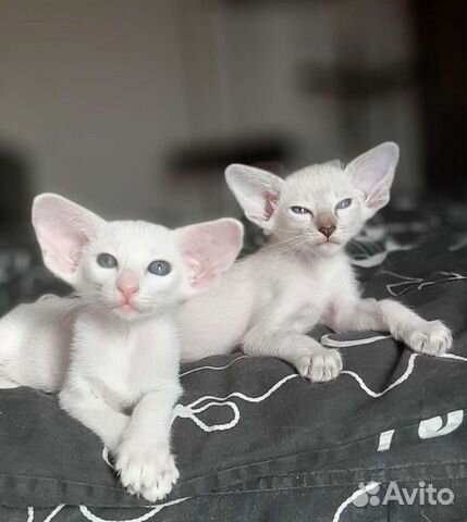 Ориентальная