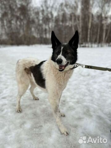 Спасите Тимона из приюта