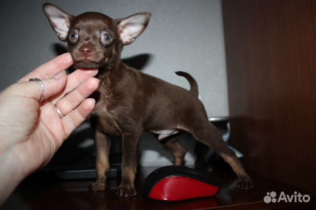 Шоколадный зайка