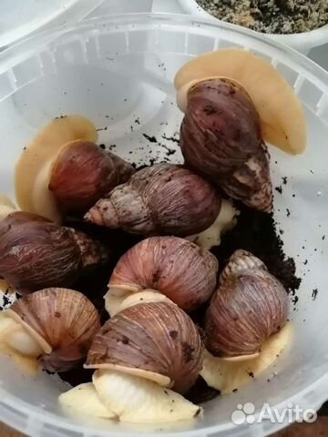 Улитки ахатины бесплатно