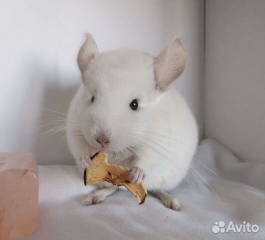 Шиншилла мальчик