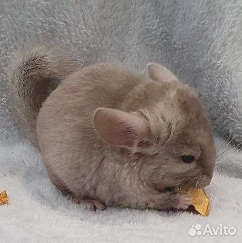 Шиншиллята