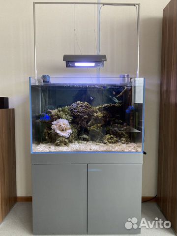 Аквариум живой ADA